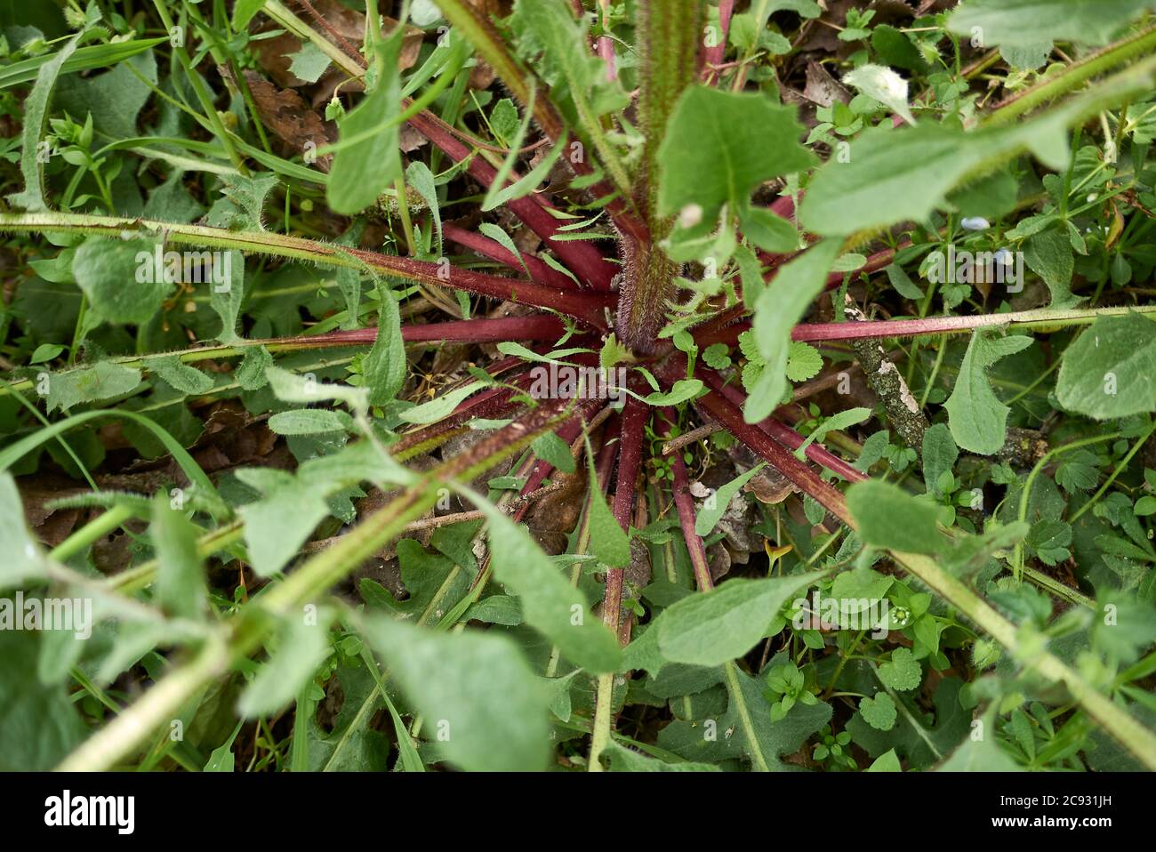 Crepis vesicaria flower and leaves close up Stock Photo - Alamy