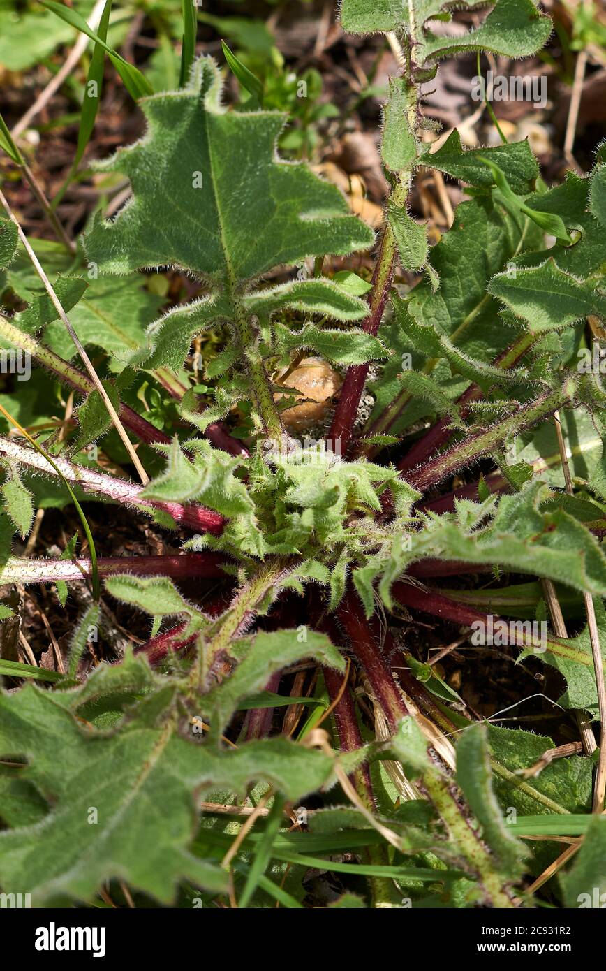 Crepis vesicaria flower and leaves close up Stock Photo - Alamy