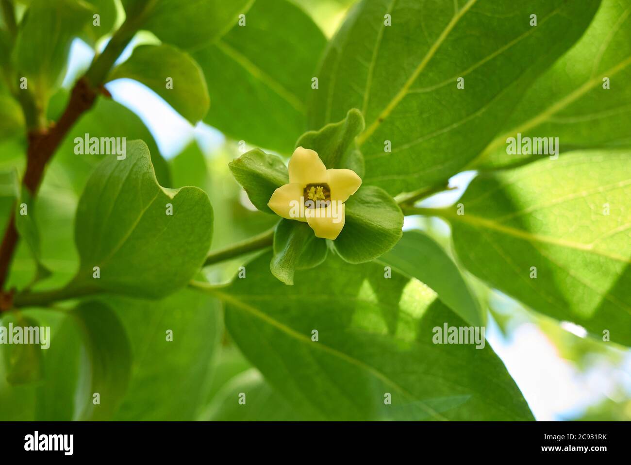 Persimmon flower hi-res stock photography and images - Alamy