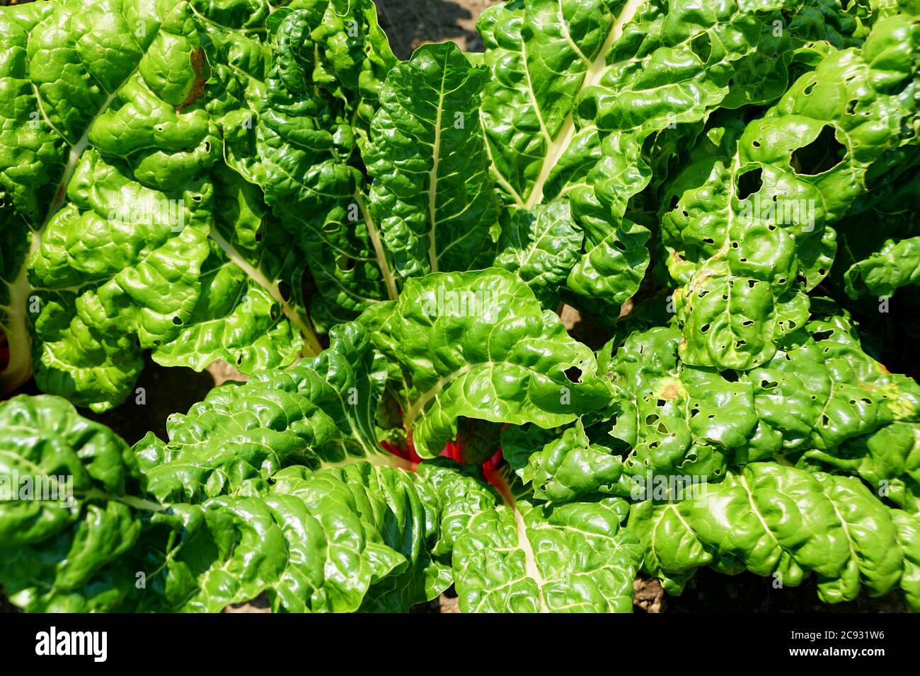 Fresh green color of Swiss Chard 'Peppermint' Stock Photo - Alamy