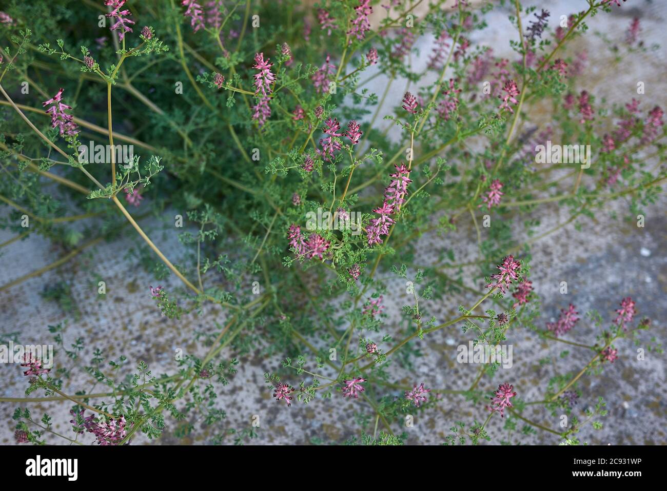 Fumaria officinalis plant in bloom Stock Photo - Alamy