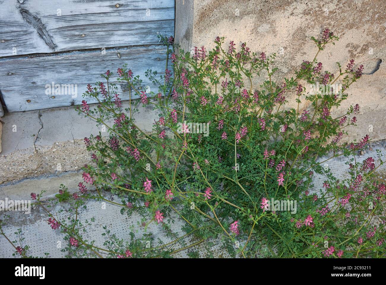 Fumaria officinalis hi-res stock photography and images - Alamy