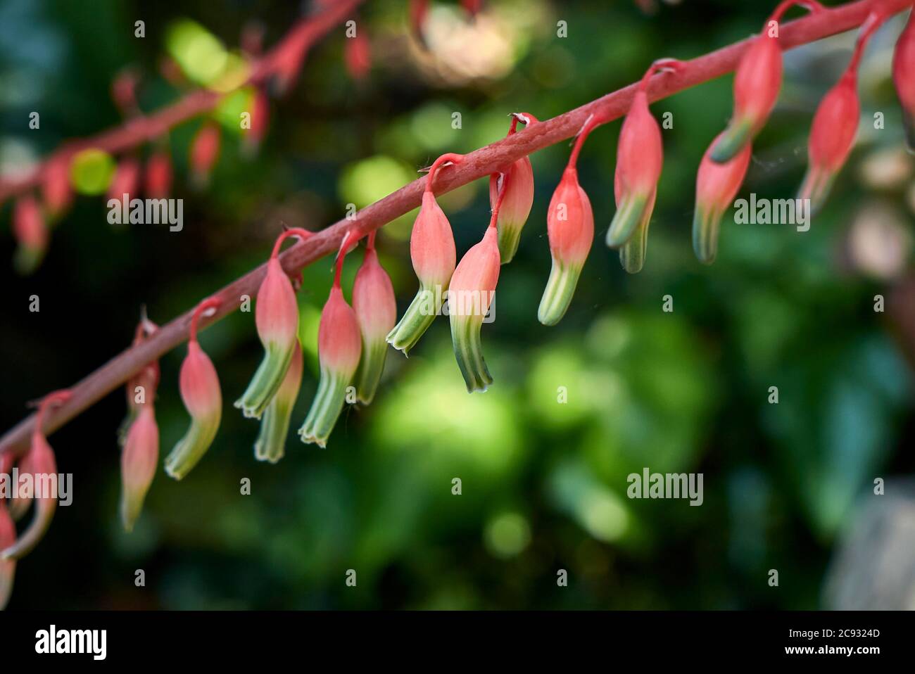 Gasteria carinata flowers close up Stock Photo - Alamy