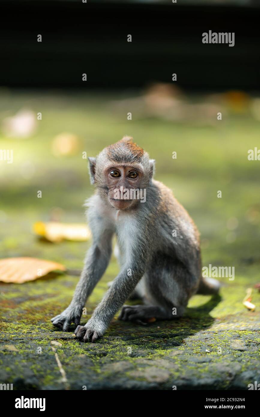A small macaque monkey sits on the mossy steps of the temple. Monkey ...