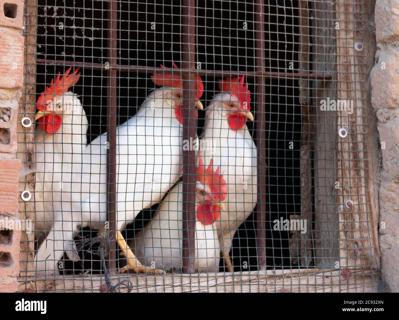 View of white chickens inside a brick cage Stock Photo - Alamy