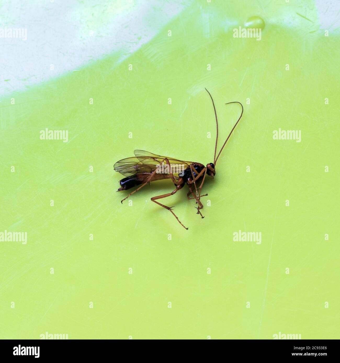 Proboscis squad hi-res stock photography and images - Alamy