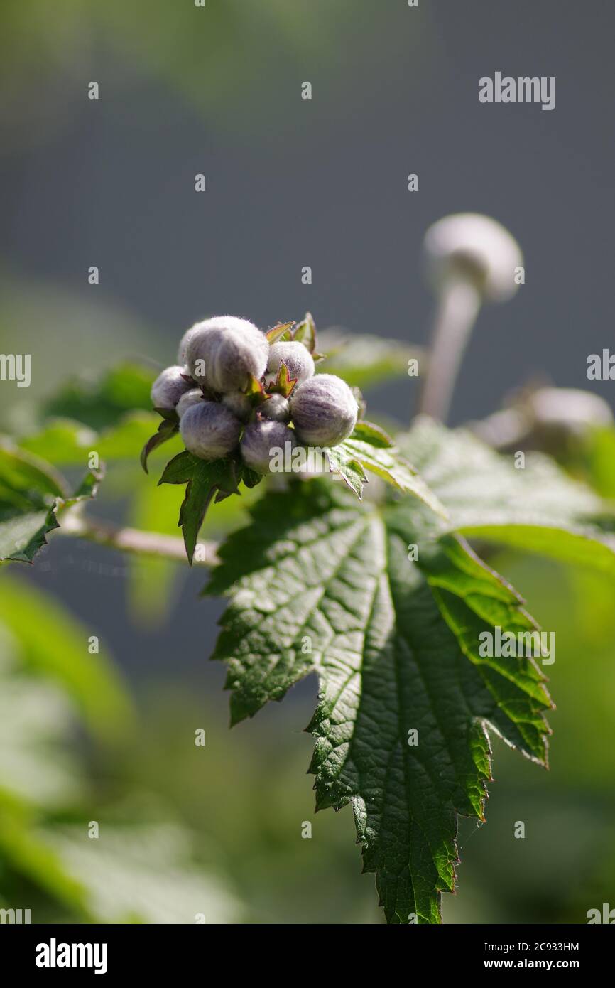 Hazelnut flower buds hi-res stock photography and images - Alamy