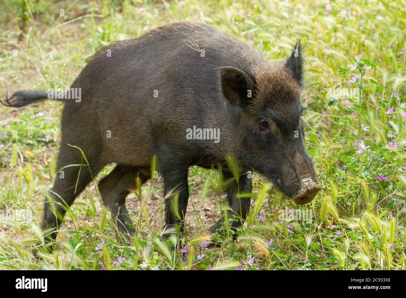 Black boars hi-res stock photography and images - Alamy