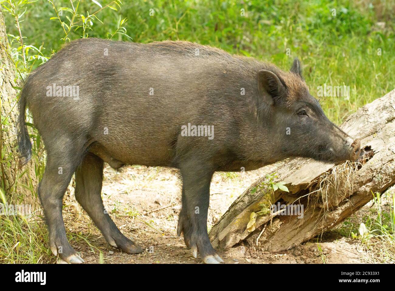 Black and hairy wild boar standing on the ground Stock Photo - Alamy