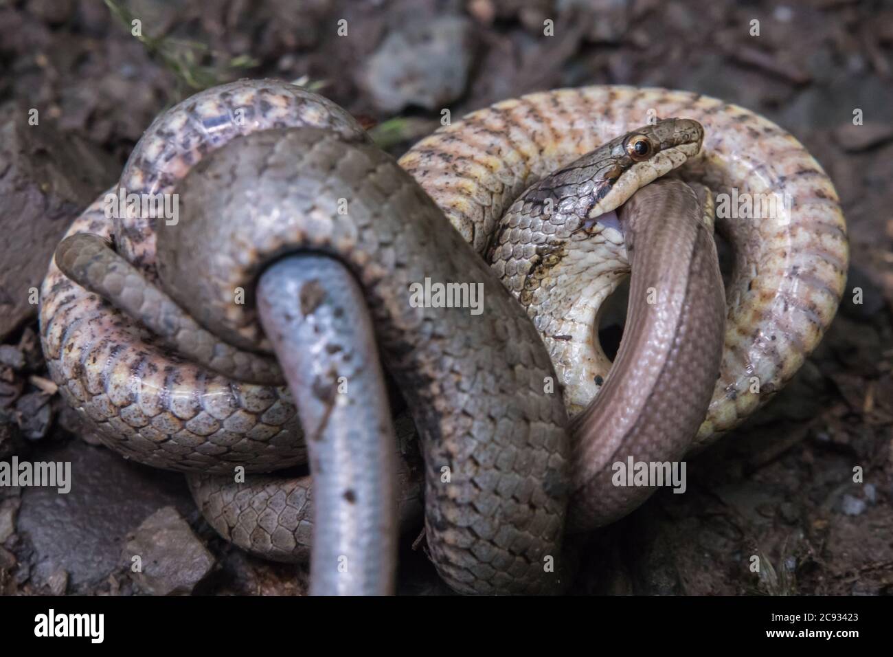 A smooth snake wraps around a captured slow worm Stock Photo - Alamy