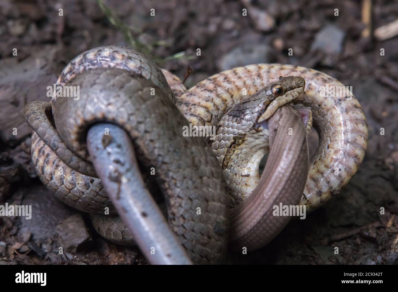 Maendering hi-res stock photography and images - Alamy