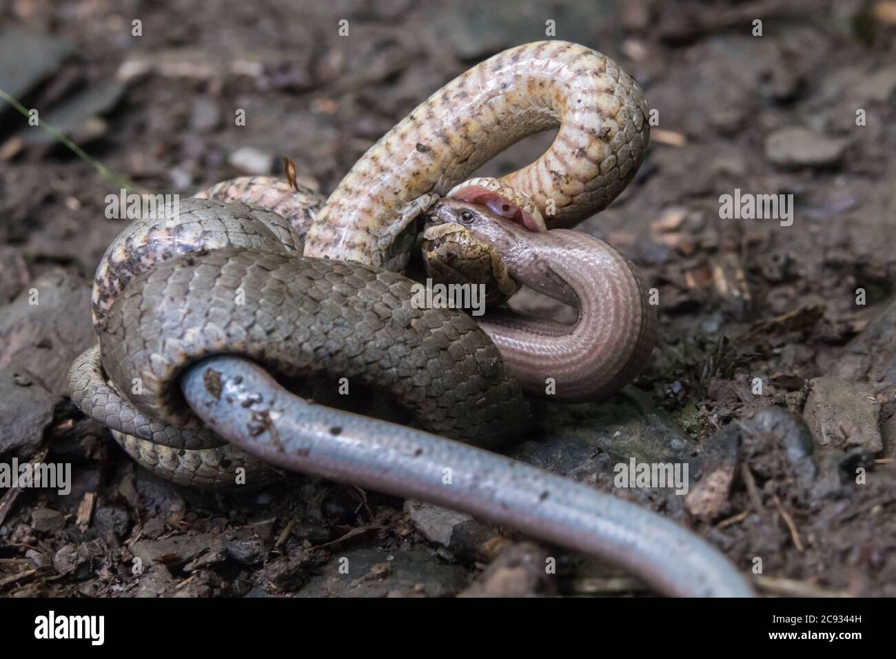 A smooth snake wraps around a captured slow worm Stock Photo - Alamy