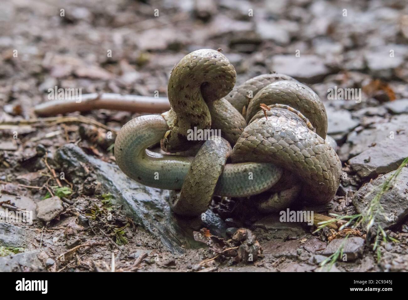 A smooth snake wraps around a captured slow worm Stock Photo - Alamy
