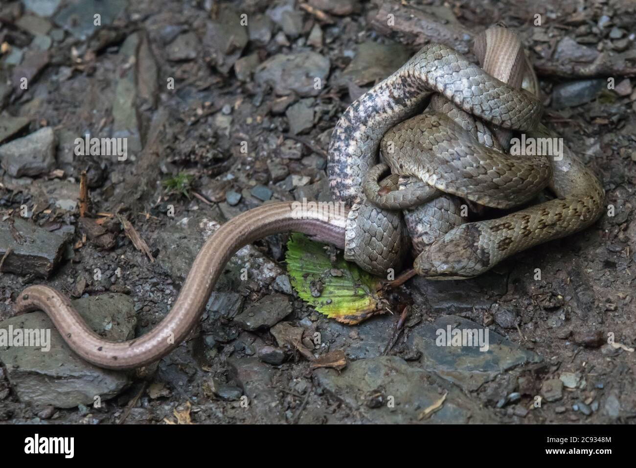 A smooth snake wraps around a captured slow worm Stock Photo - Alamy