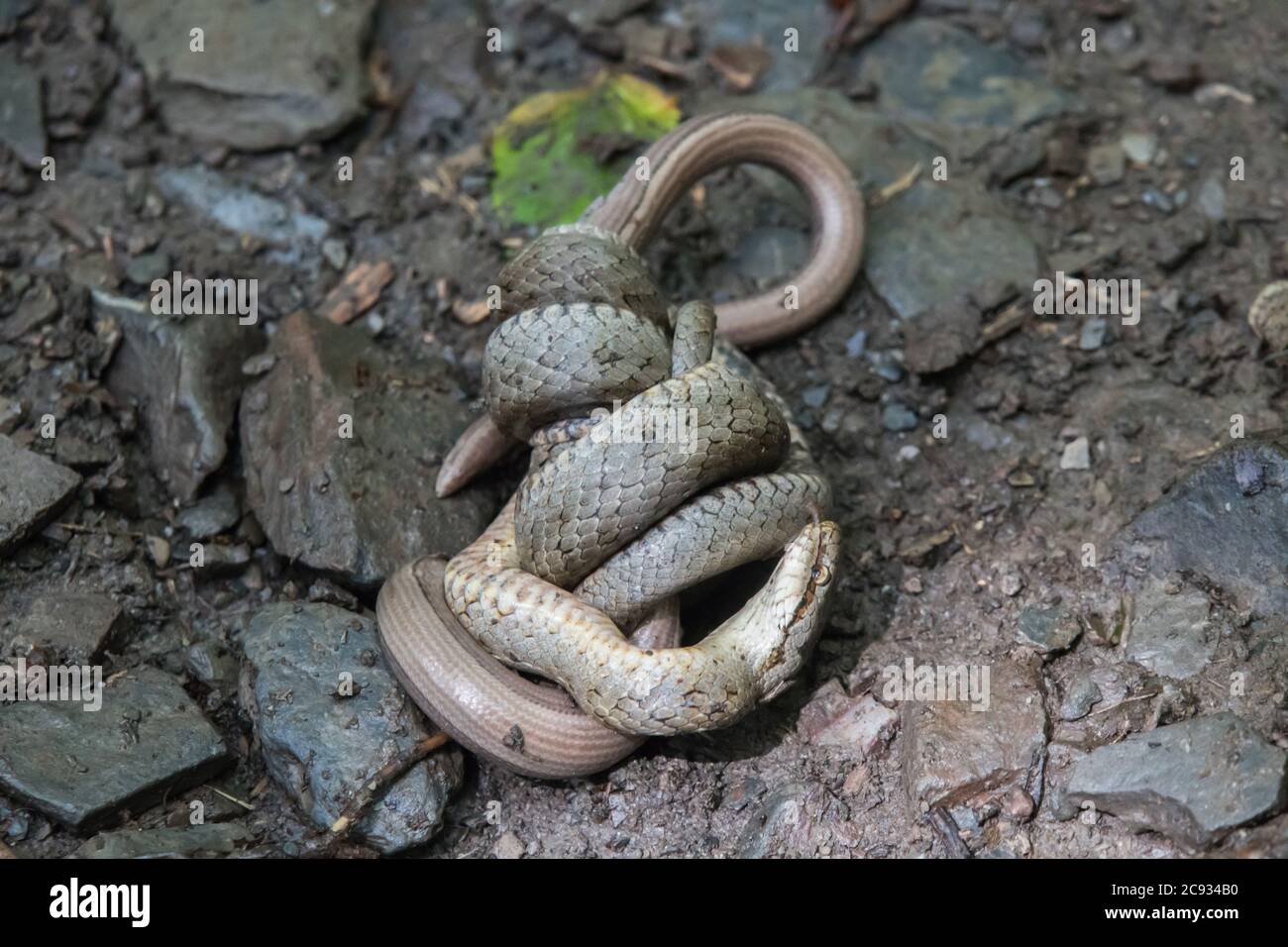 A smooth snake wraps around a captured slow worm Stock Photo - Alamy