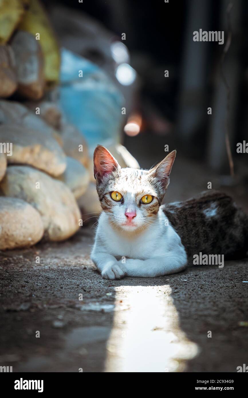 Sad cat eyes hi-res stock photography and images - Alamy