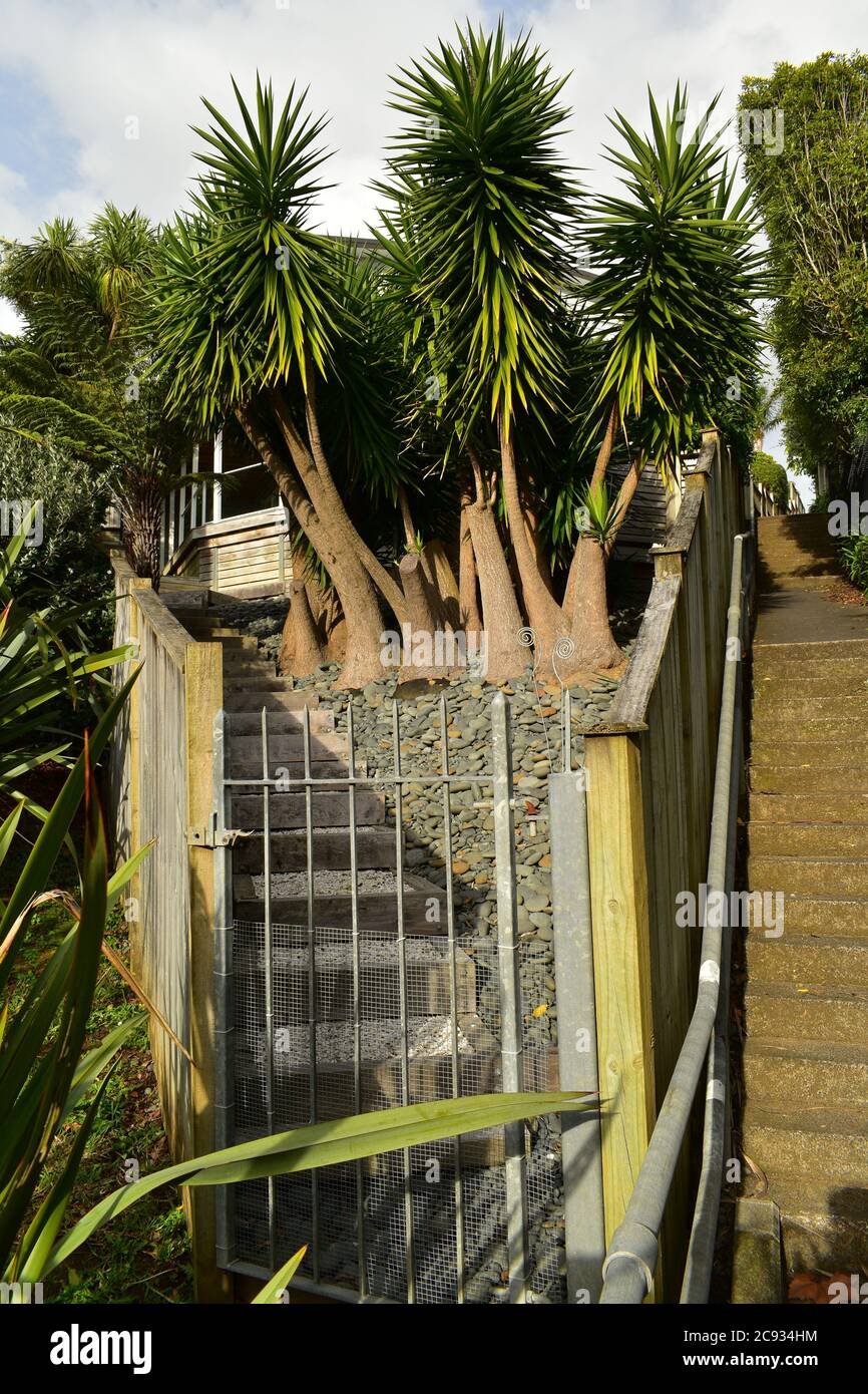 Vertical shot of staircases surrounded by bushes and yucca aloifolias ...