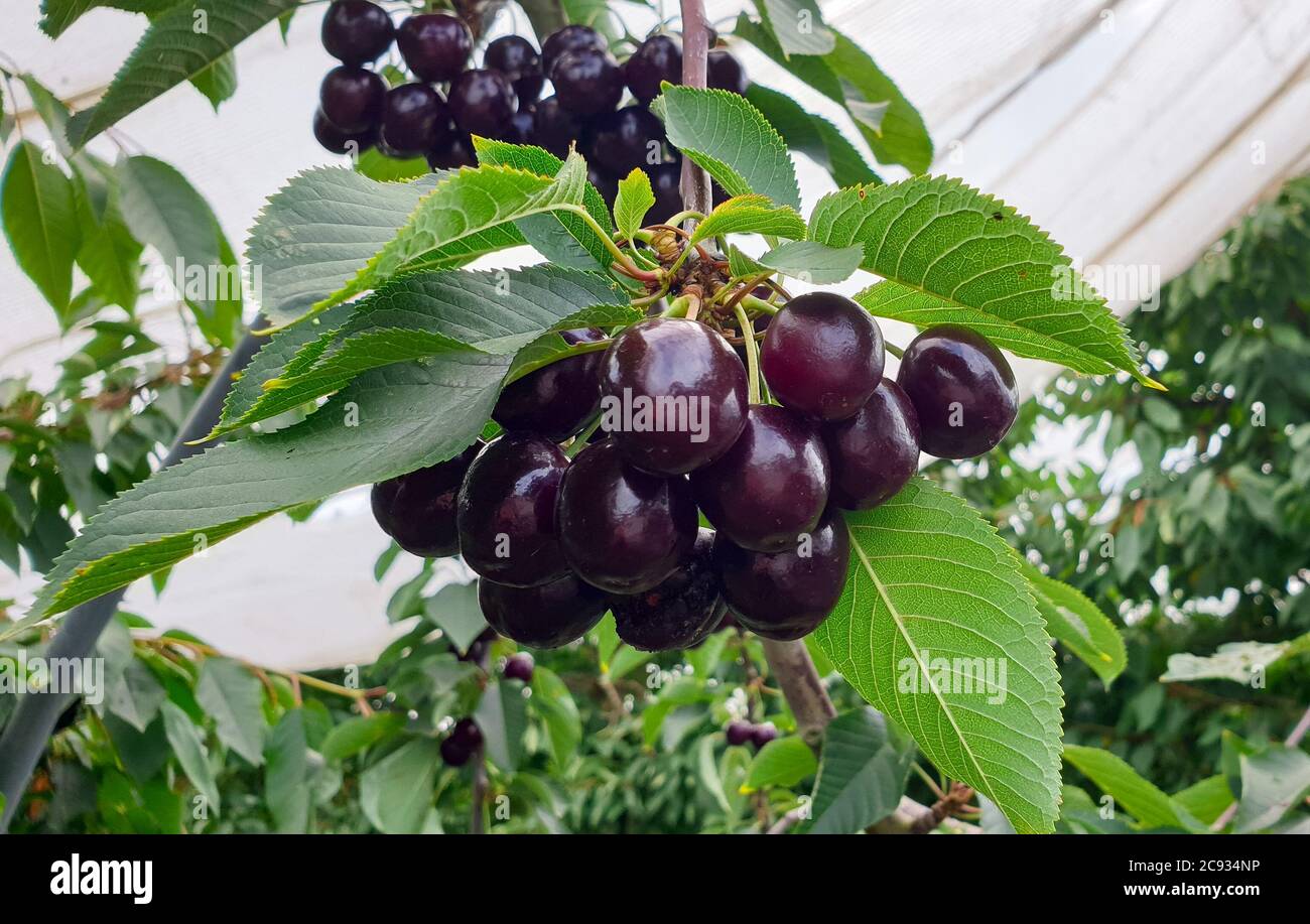 Cherry in a bunch hi-res stock photography and images - Alamy