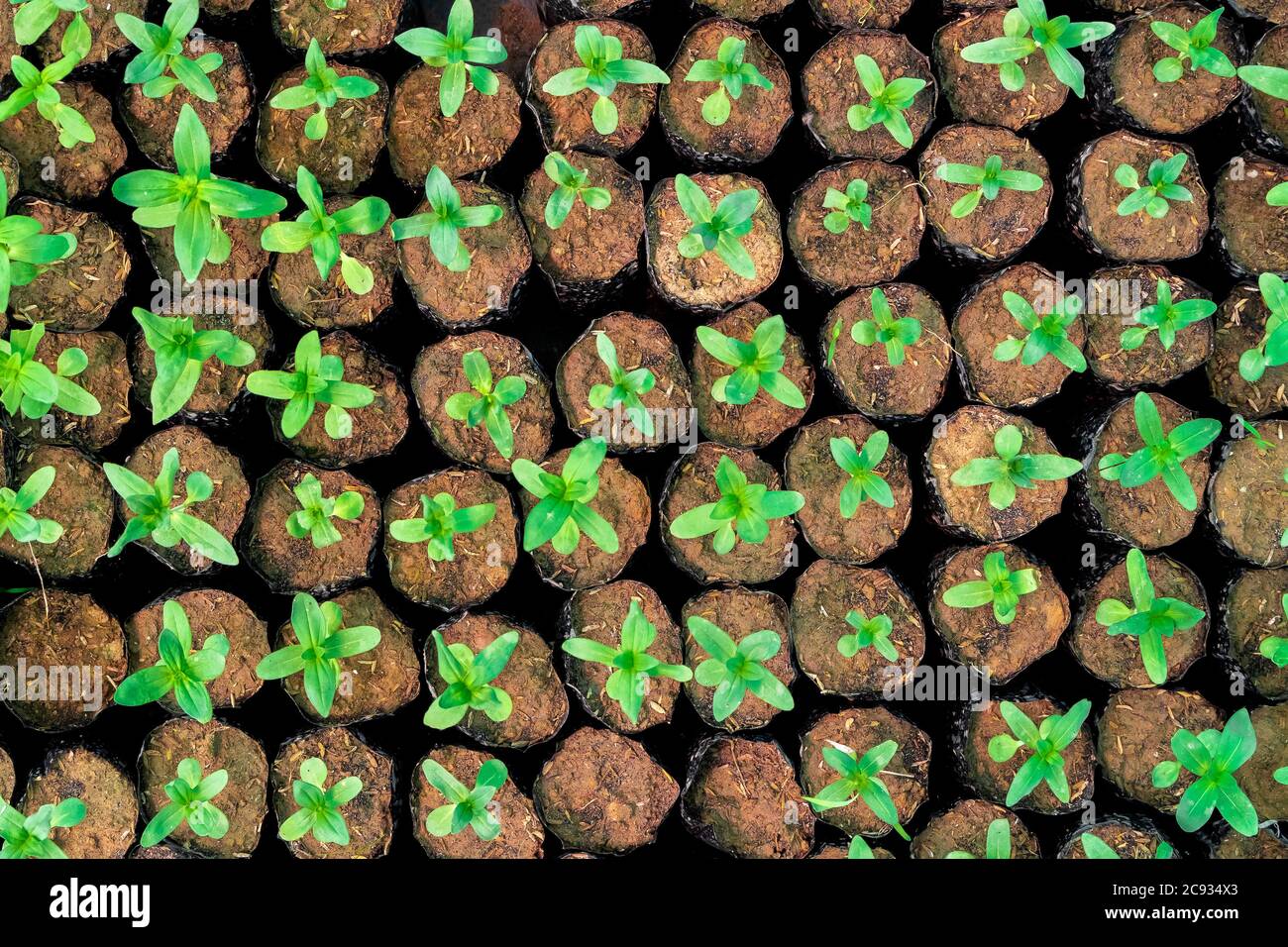 Tiny Plants placed in various round flower pots at a nursery green ...