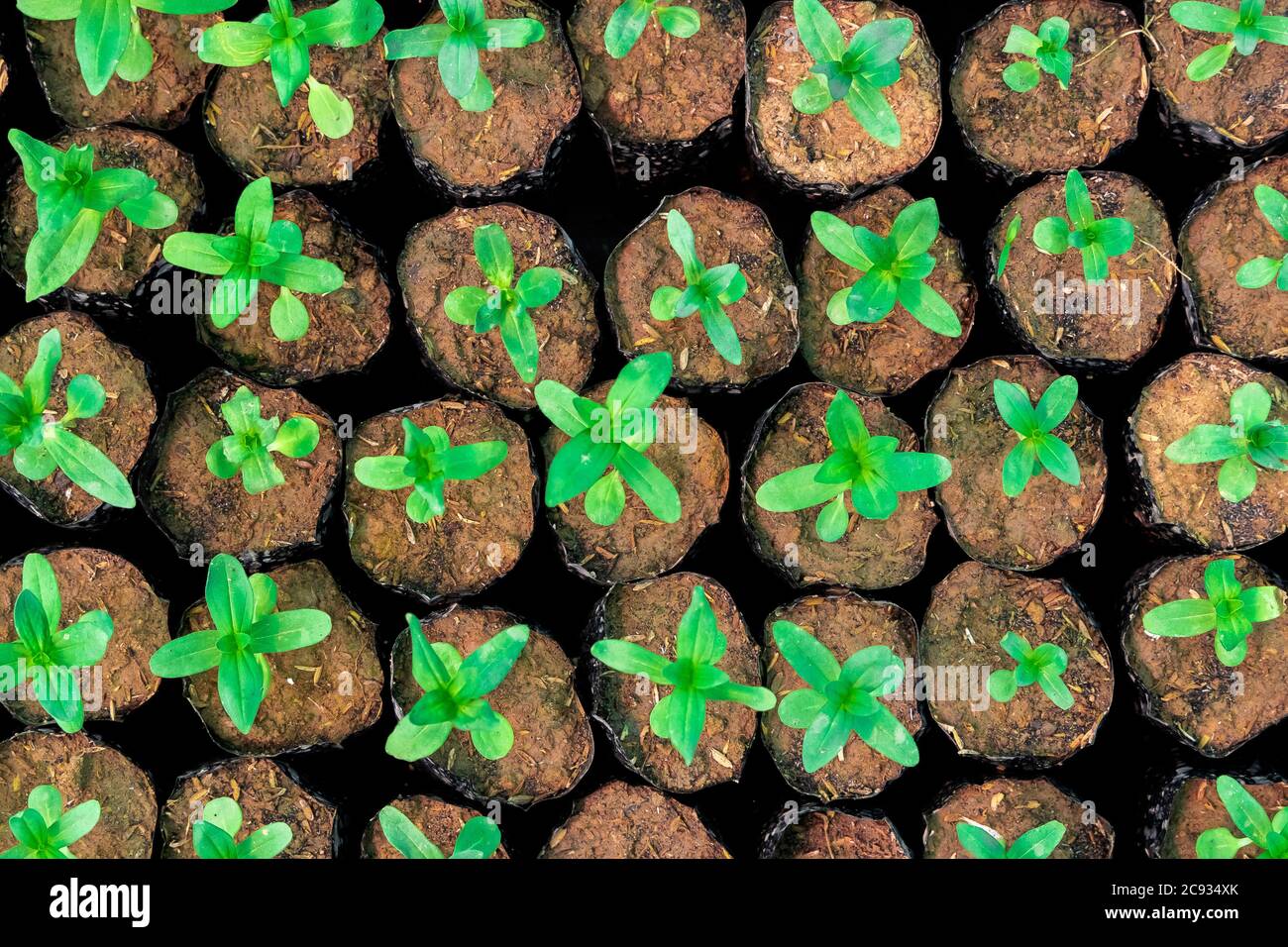 Tiny Plants placed in various round flower pots at a nursery green ...
