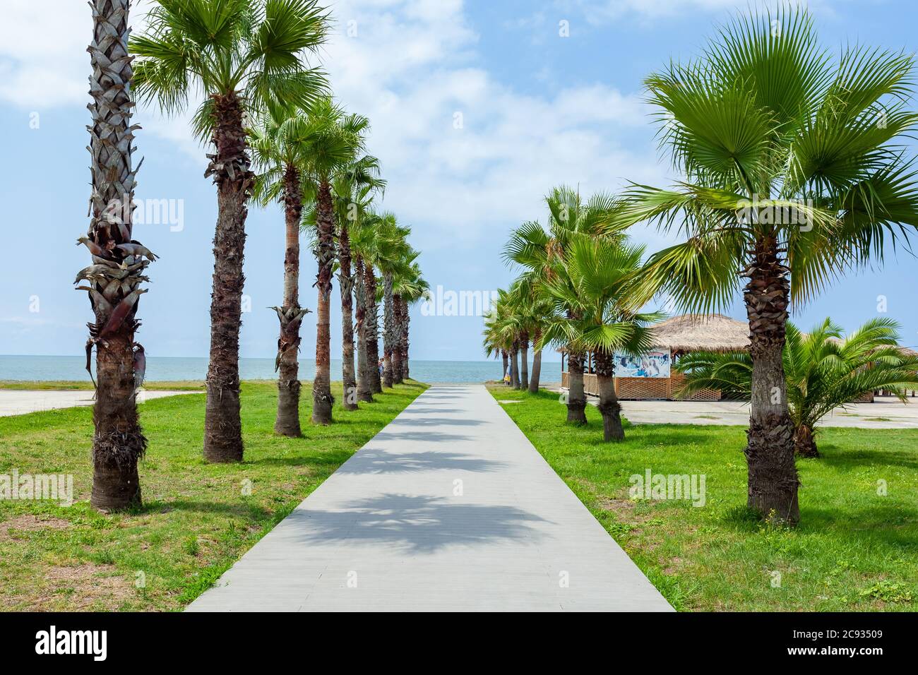 Palm trees on the Black Sea coast in Anaklia, Georgia Stock Photo - Alamy