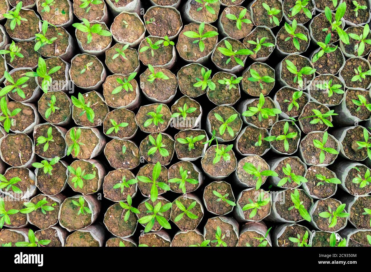 Tiny Plants placed in various round flower pots at a nursery green ...