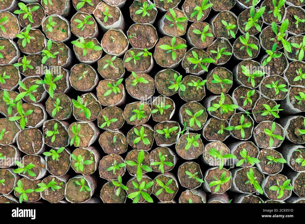 Tiny Plants placed in various round flower pots at a nursery green ...
