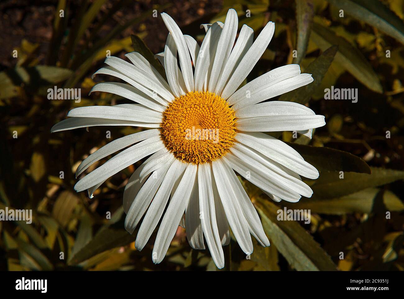 One Large Daisy Stock Photo - Alamy