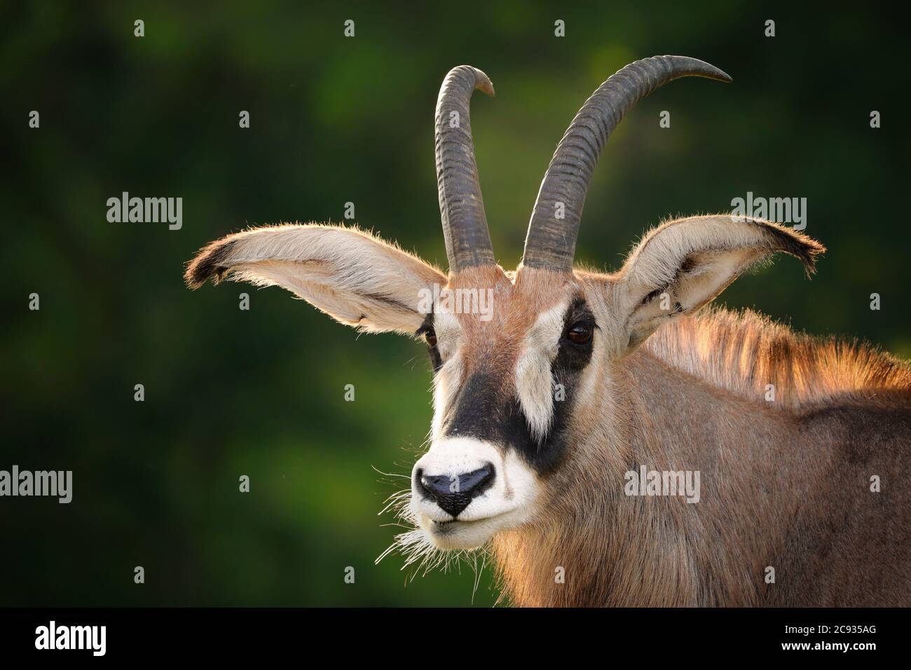 Portrait Roan antelope with green background. Popular african animal ...