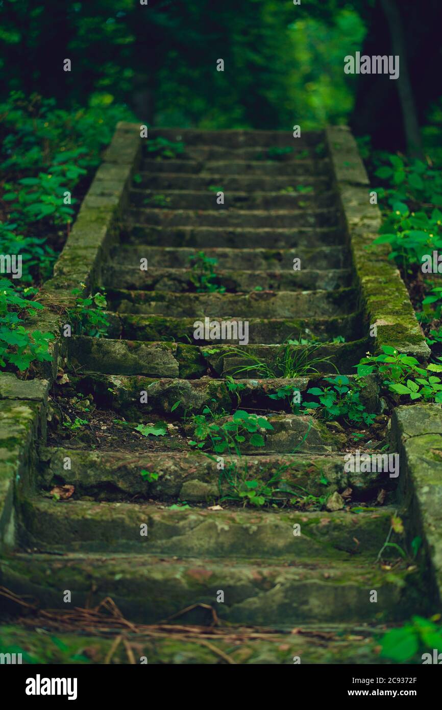 Overgrown old stone steps hi-res stock photography and images - Alamy
