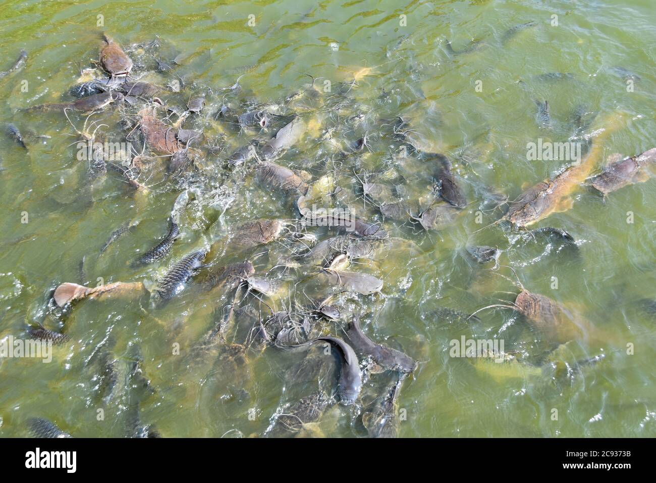 Animals fighting over food hi-res stock photography and images - Alamy