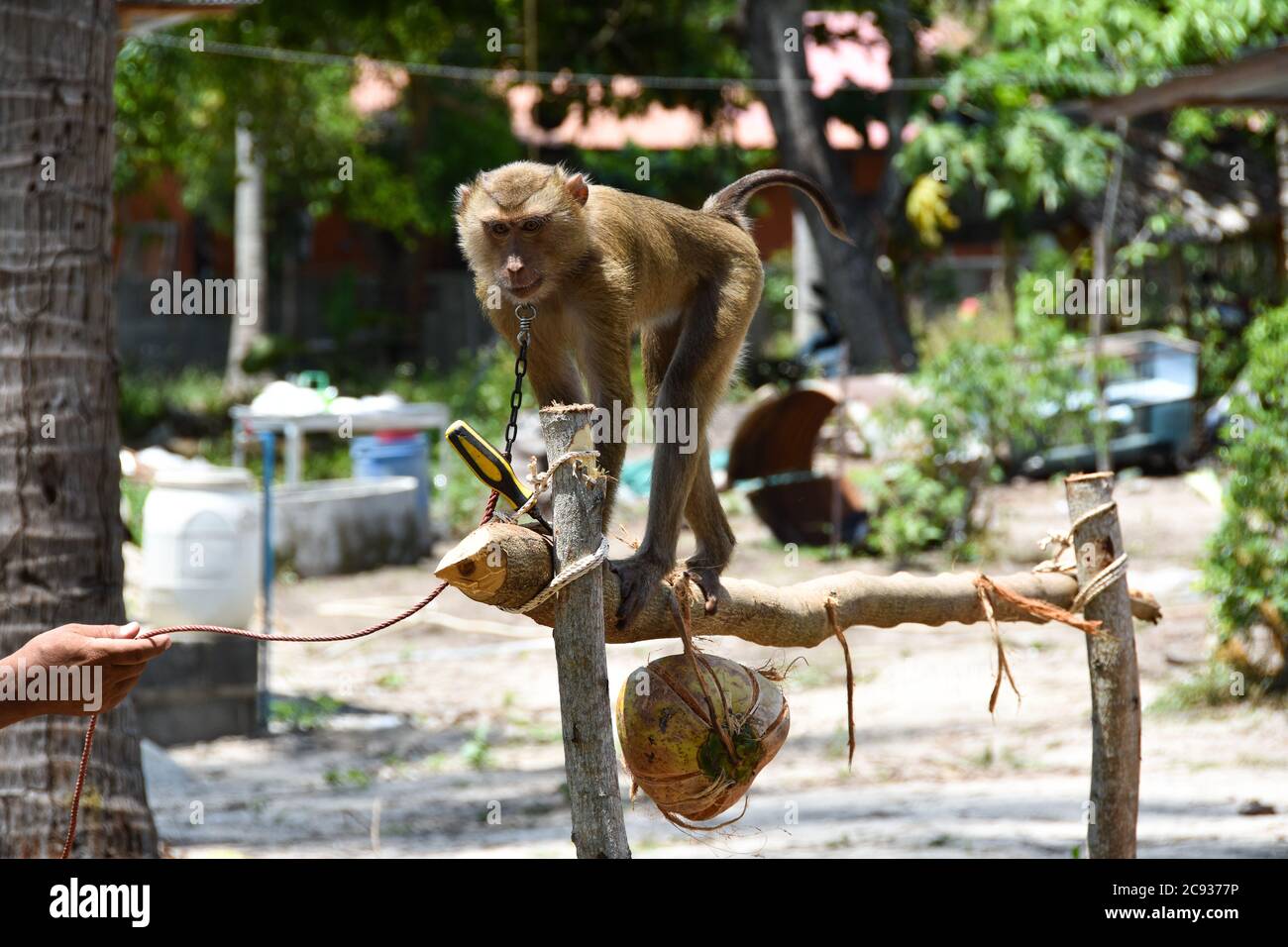 Monkey farm hi-res stock photography and images - Alamy