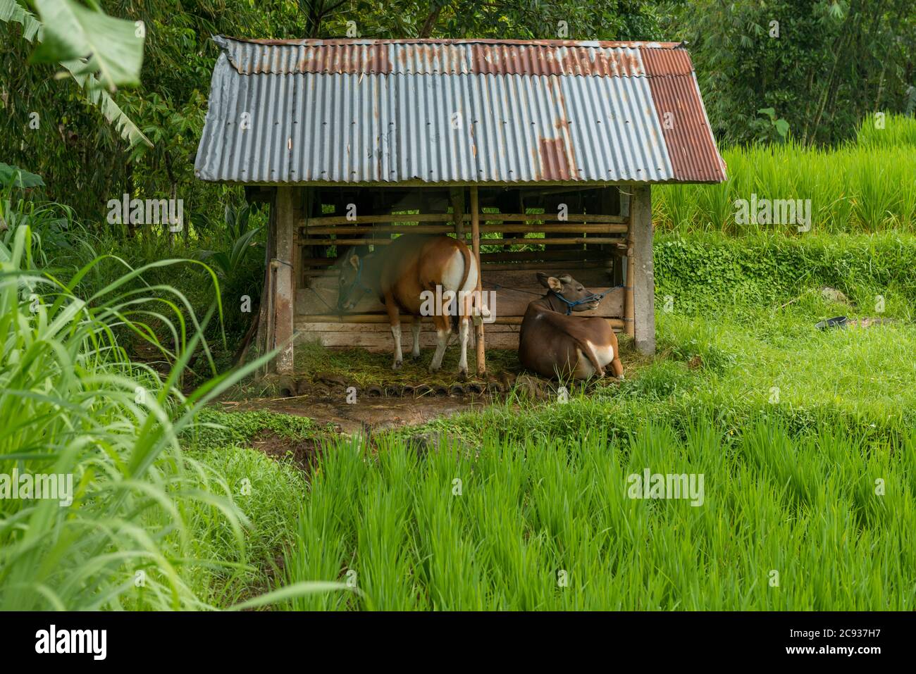 Cows on rice field Stock Photo - Alamy
