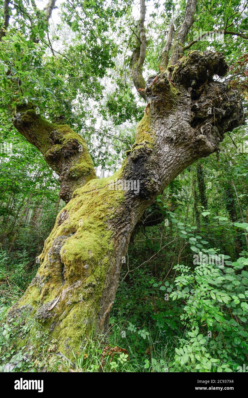 Old chestnut tree hi-res stock photography and images - Alamy