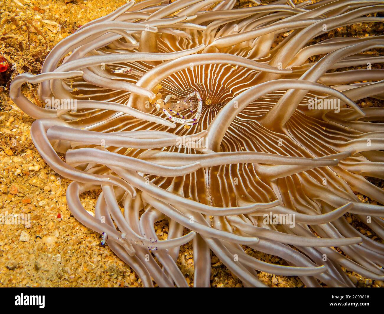 Holthuis Cleaner Shrimp, Ancylomenes holthuisi at a Puerto Galera ...
