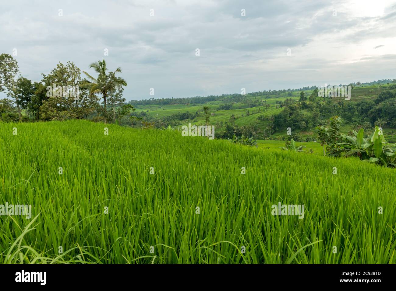 Rice paddies at Bali Stock Photo - Alamy