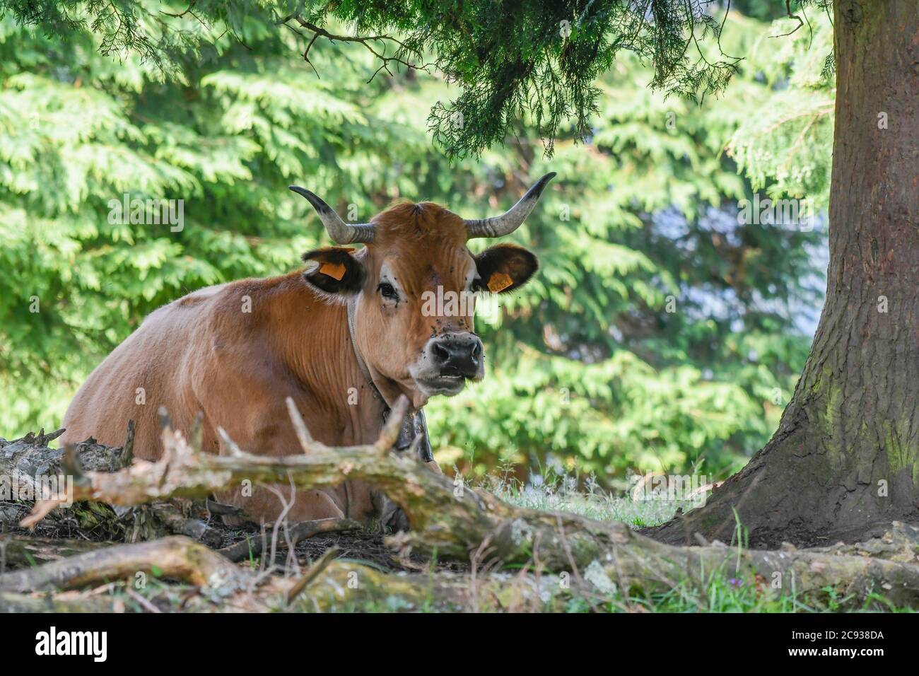 Ruminating cow hi-res stock photography and images - Alamy