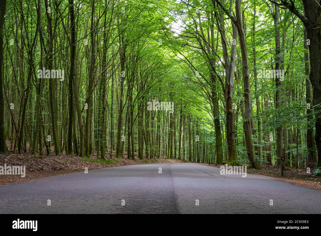 Amazing lush and green summer forest in Soderasen national park, Scania ...