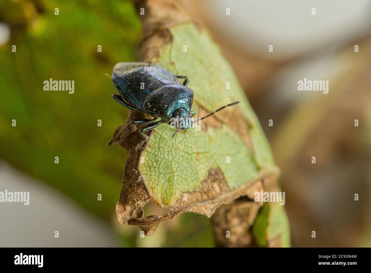 cute little bug wandering on a rusted leaf macro photo Stock Photo - Alamy