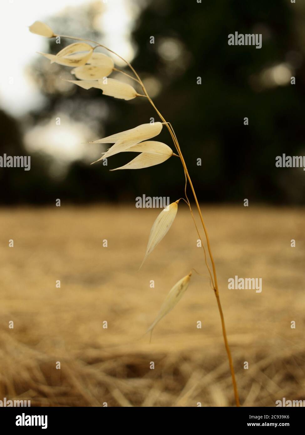 Avena barbata hi-res stock photography and images - Alamy
