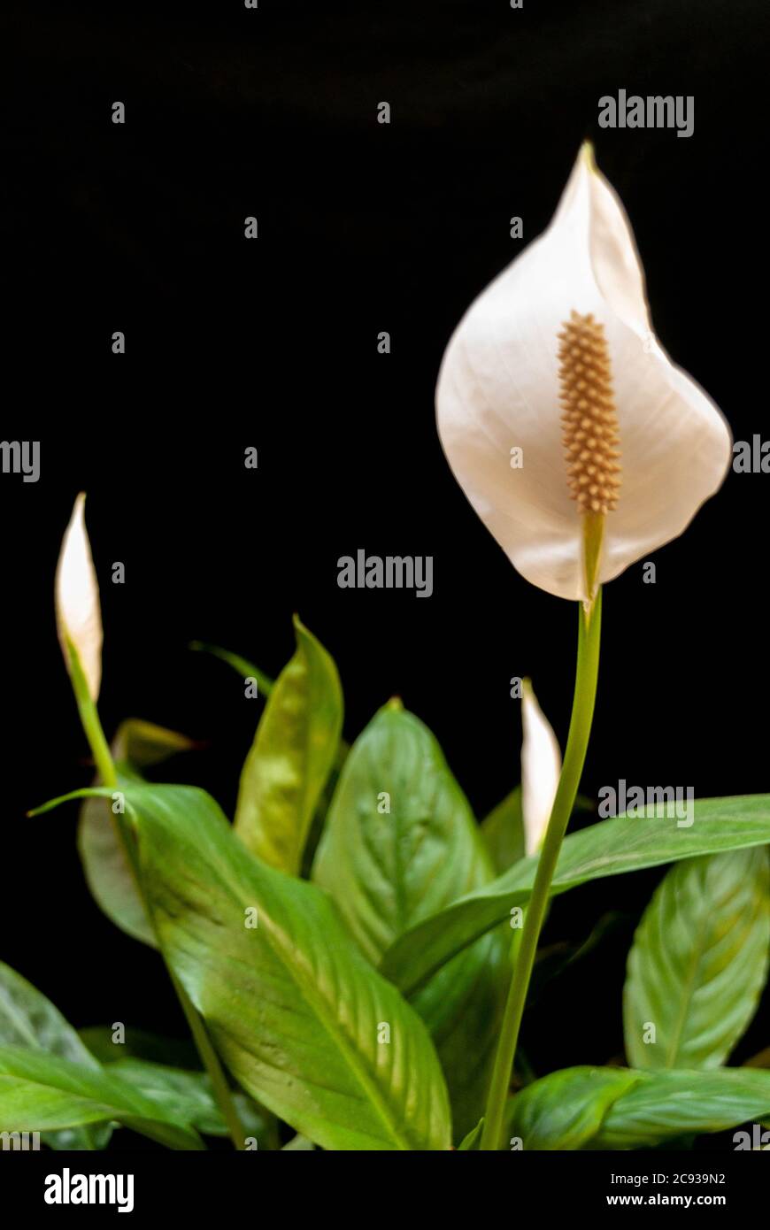 Vertical shot of white feces with green leaves on a black background ...