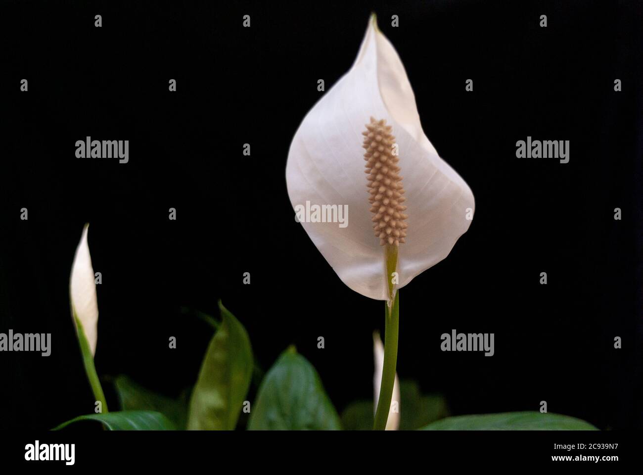 Closeup shot of white feces with green leaves on a black background ...