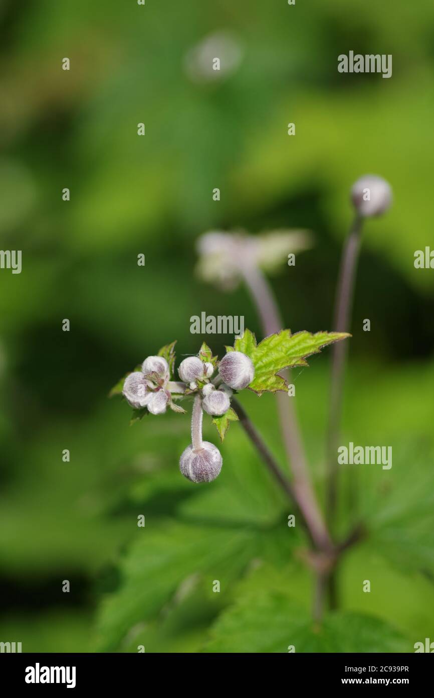 Vertical selective focus shot of common hazelnut buds Stock Photo - Alamy