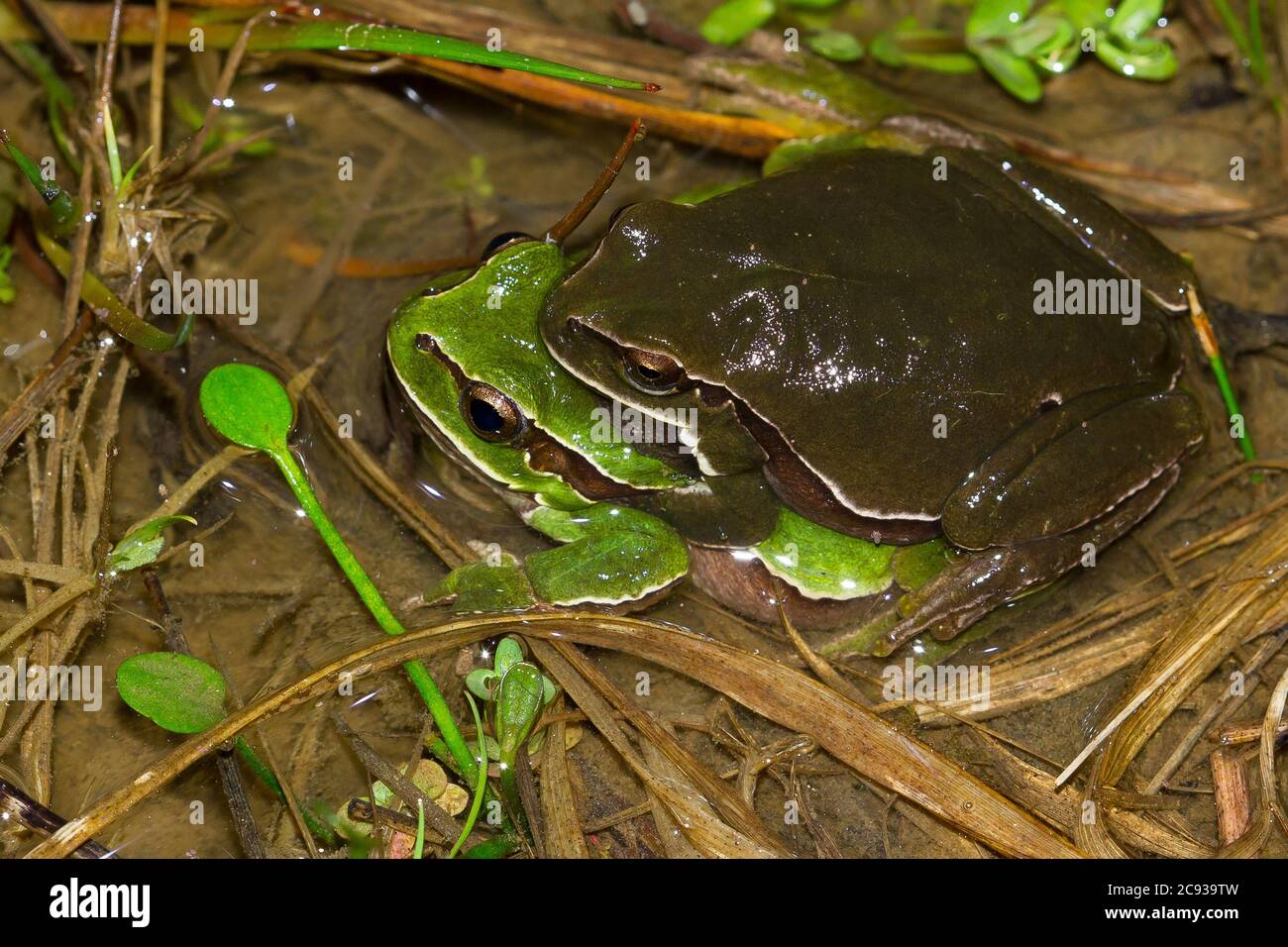 Pine Barrens tree frogs in the water Stock Photo - Alamy