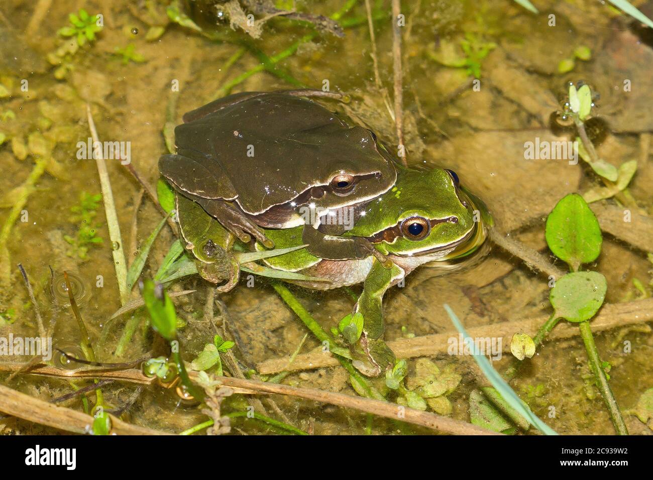 Pine barrens tree frog hi-res stock photography and images - Alamy
