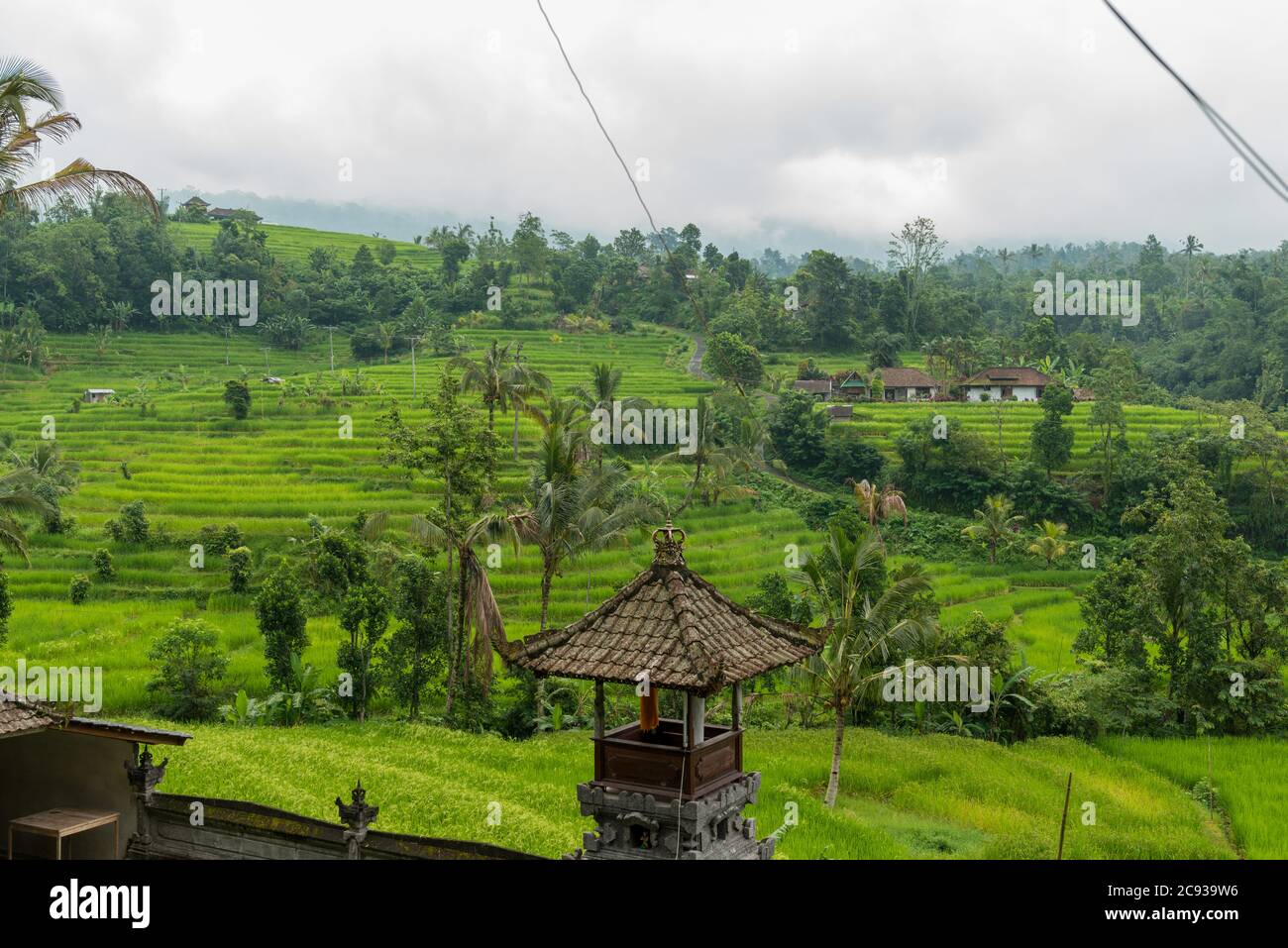 Rice paddies at Bali Stock Photo - Alamy