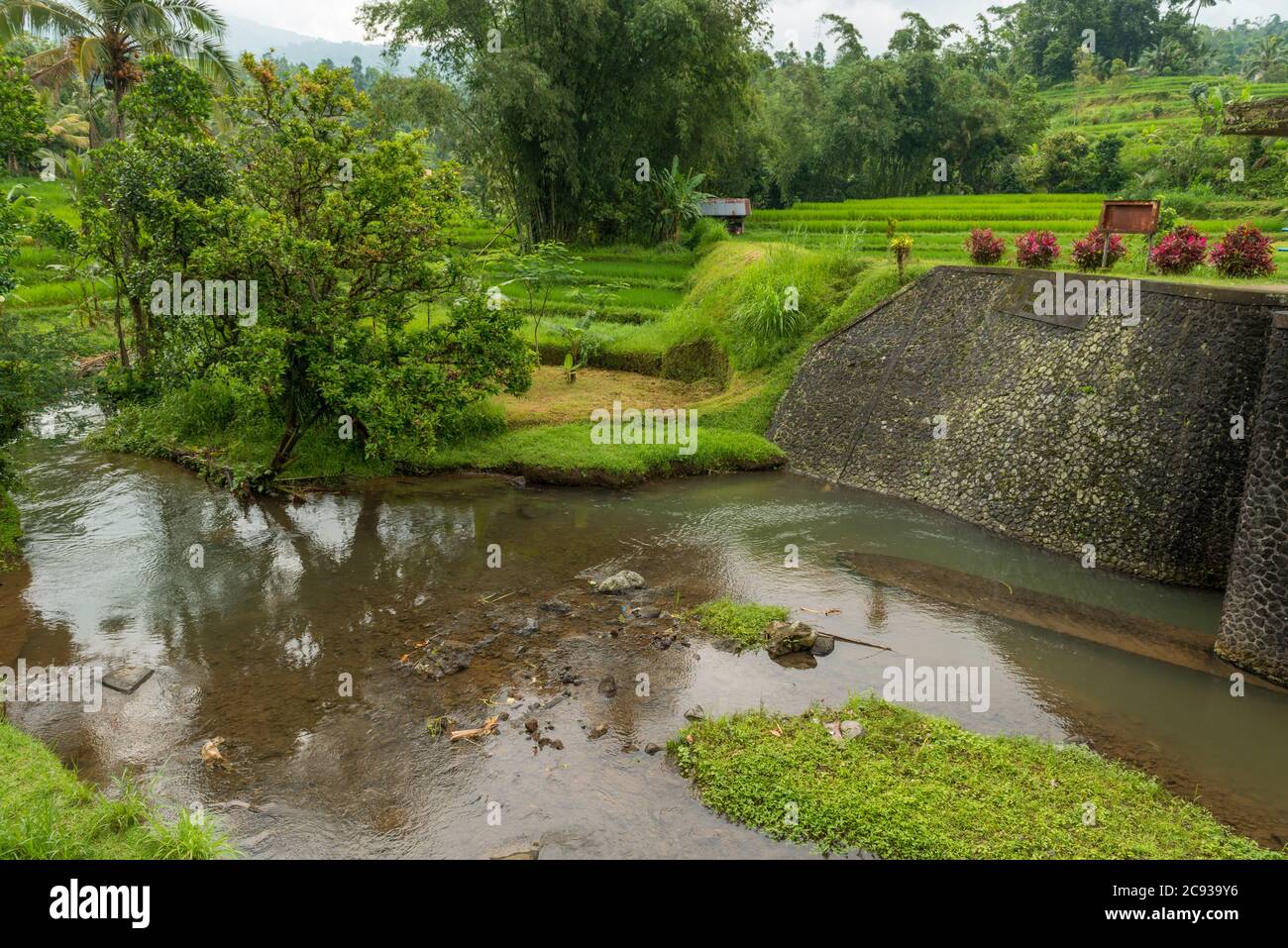 Water dam at Rice paddies Stock Photo - Alamy