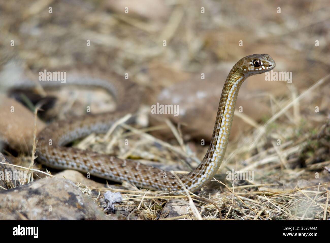 Closeup of a snake in a field captured during the daytime Stock Photo ...