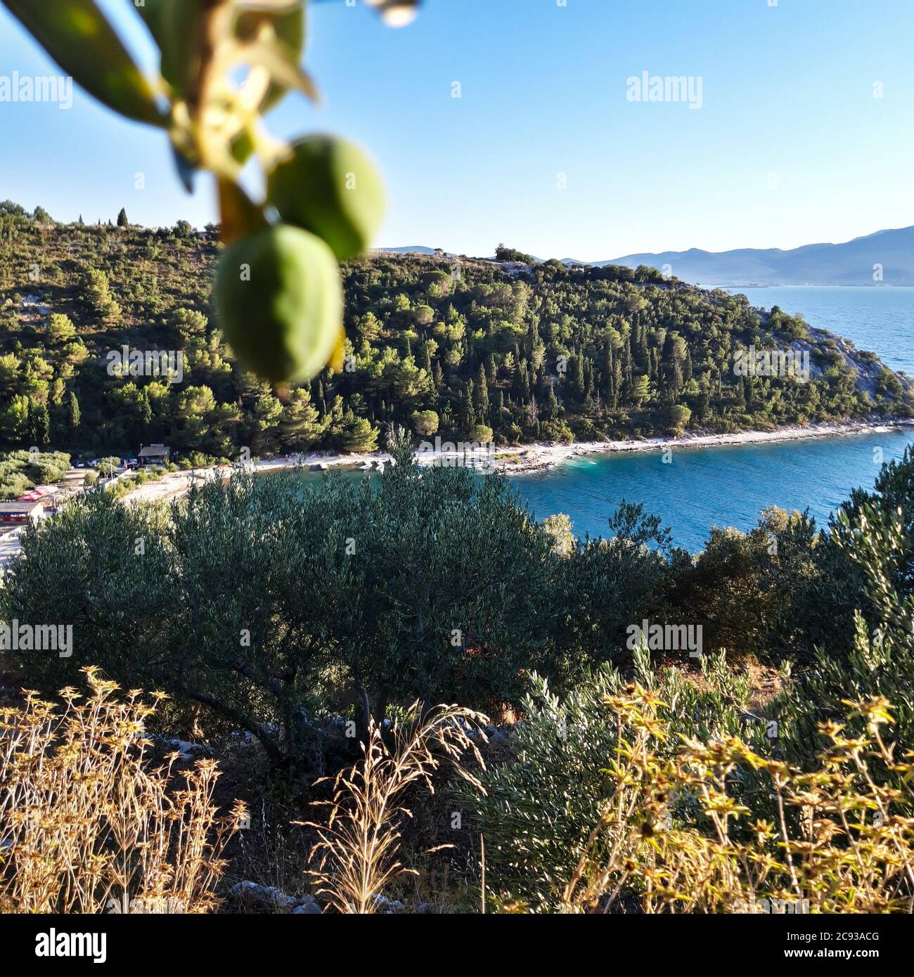 Mediterranean olive tree sea hi-res stock photography and images - Alamy