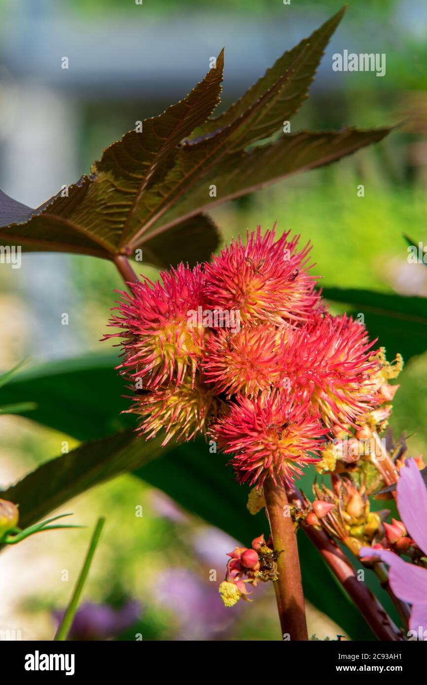 Castor flower hi-res stock photography and images - Alamy